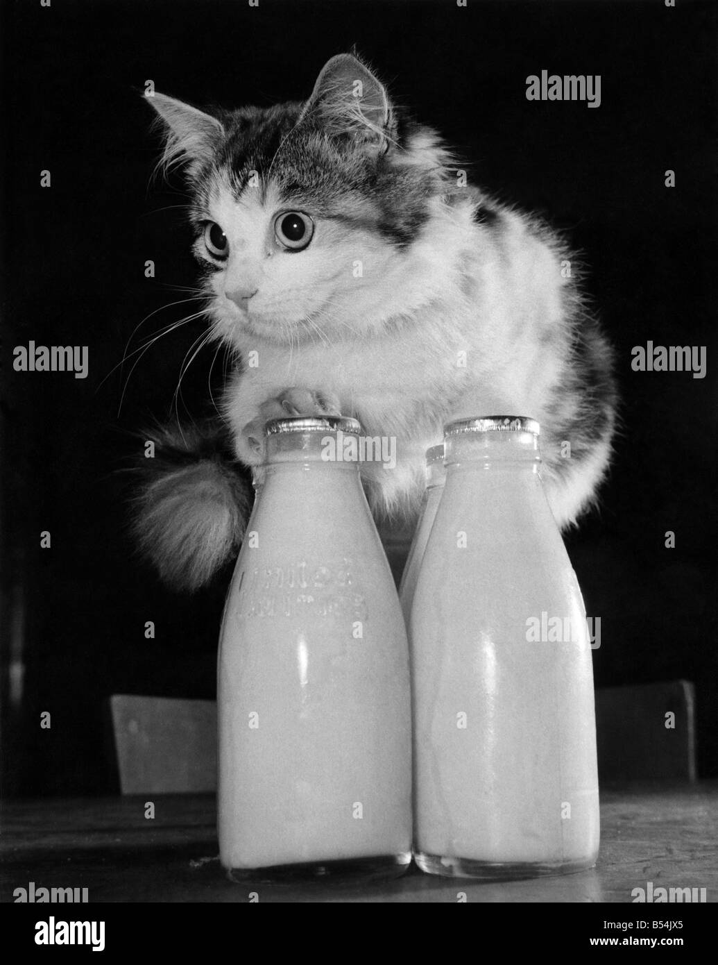 1960s girl cats hi-res stock photography and images - Alamy