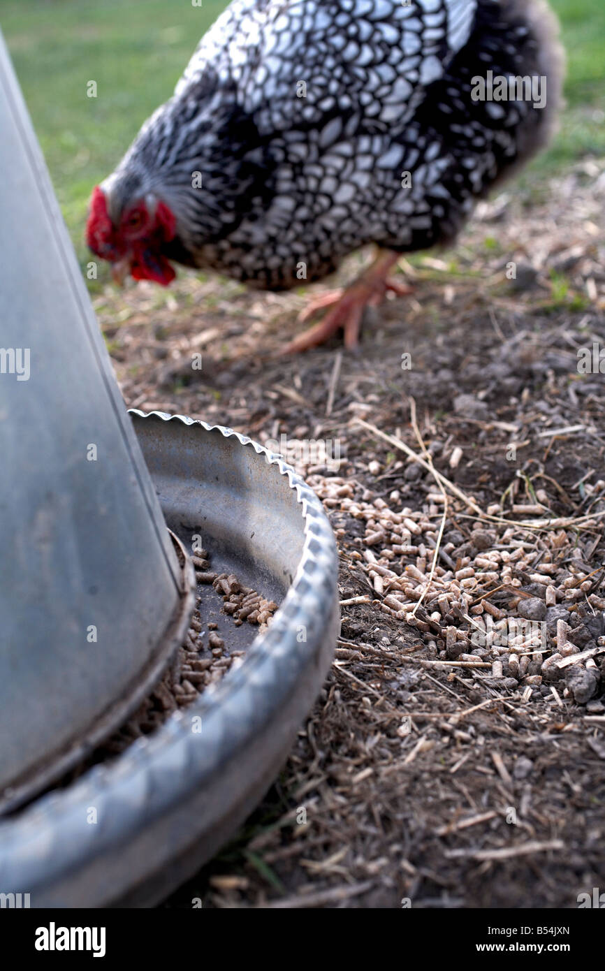 Chicken feeder hi-res stock photography and images - Alamy