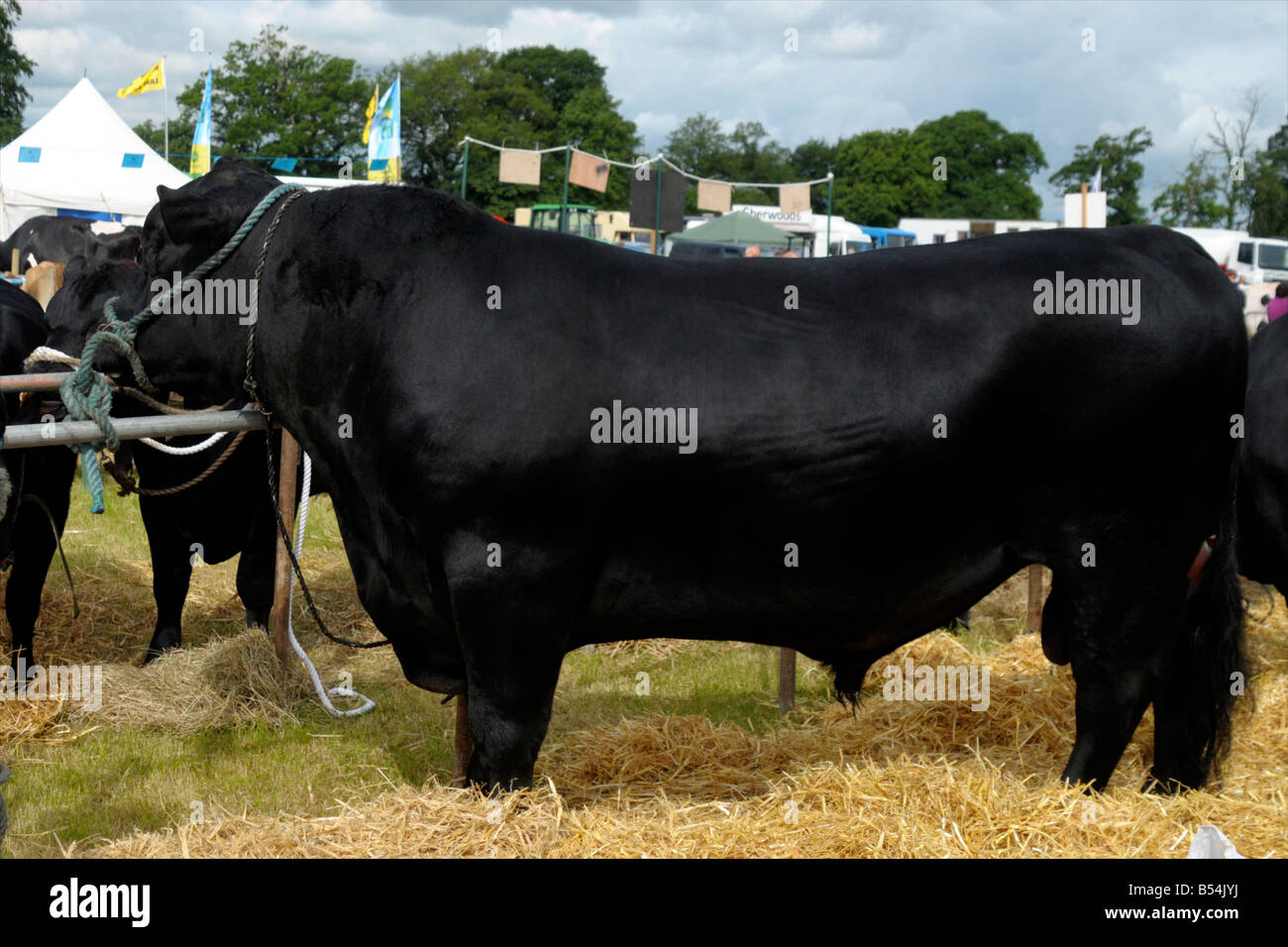 An Angus Bull ready for the judging in the ring at Northallerton ...