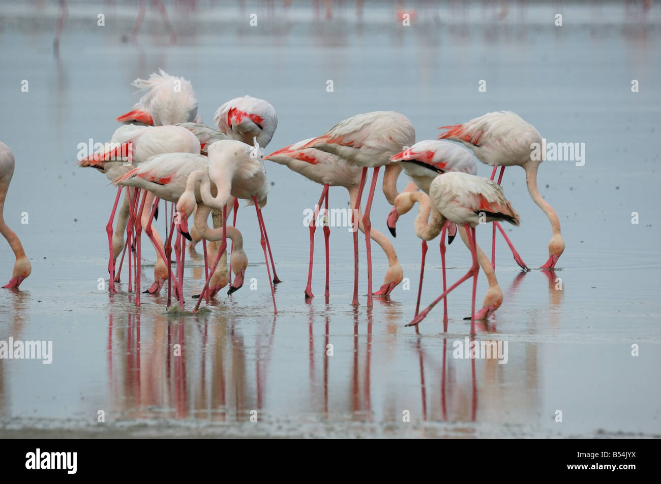 a picture of a several flamingos Stock Photo - Alamy