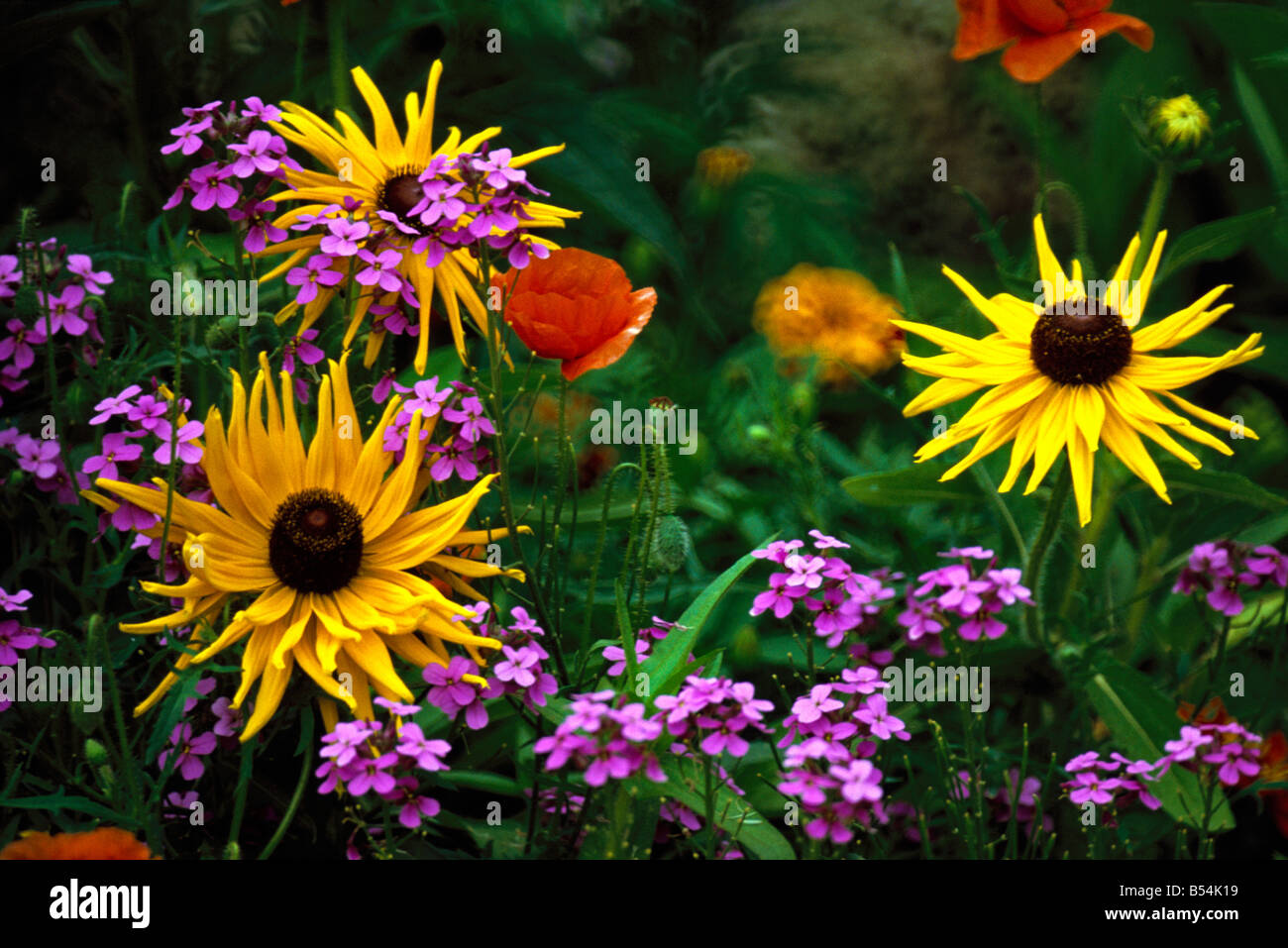 Black eyed susan poppy hi-res stock photography and images - Alamy