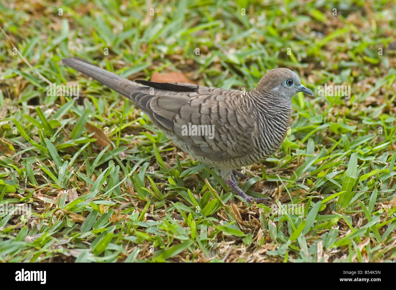 INDIAN OCEAN SEYCHELLES MAHE Victoria Barred Ground Dove Geopelia ...