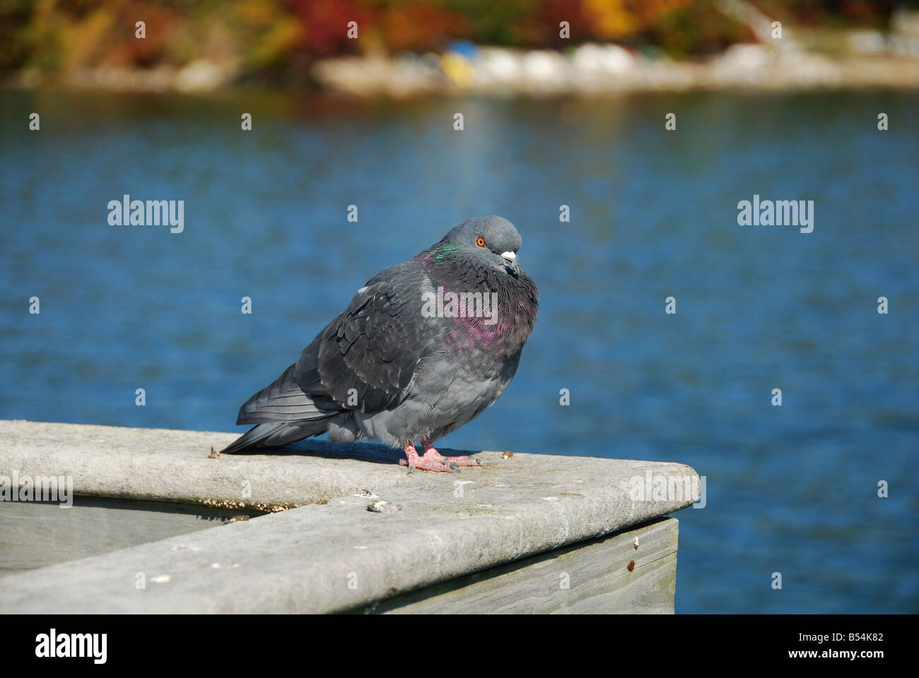 Squabs hi-res stock photography and images - Alamy