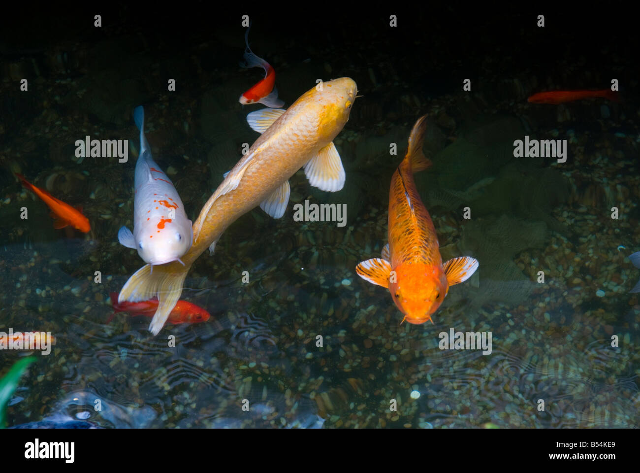 Japan Koi High Resolution Stock Photography and Images - Alamy