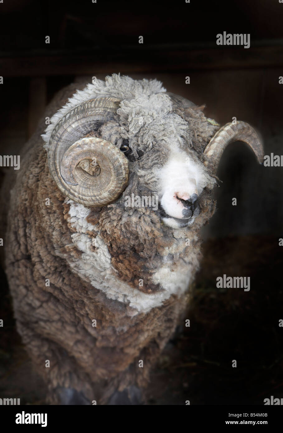 Ram horns hi-res stock photography and images - Alamy