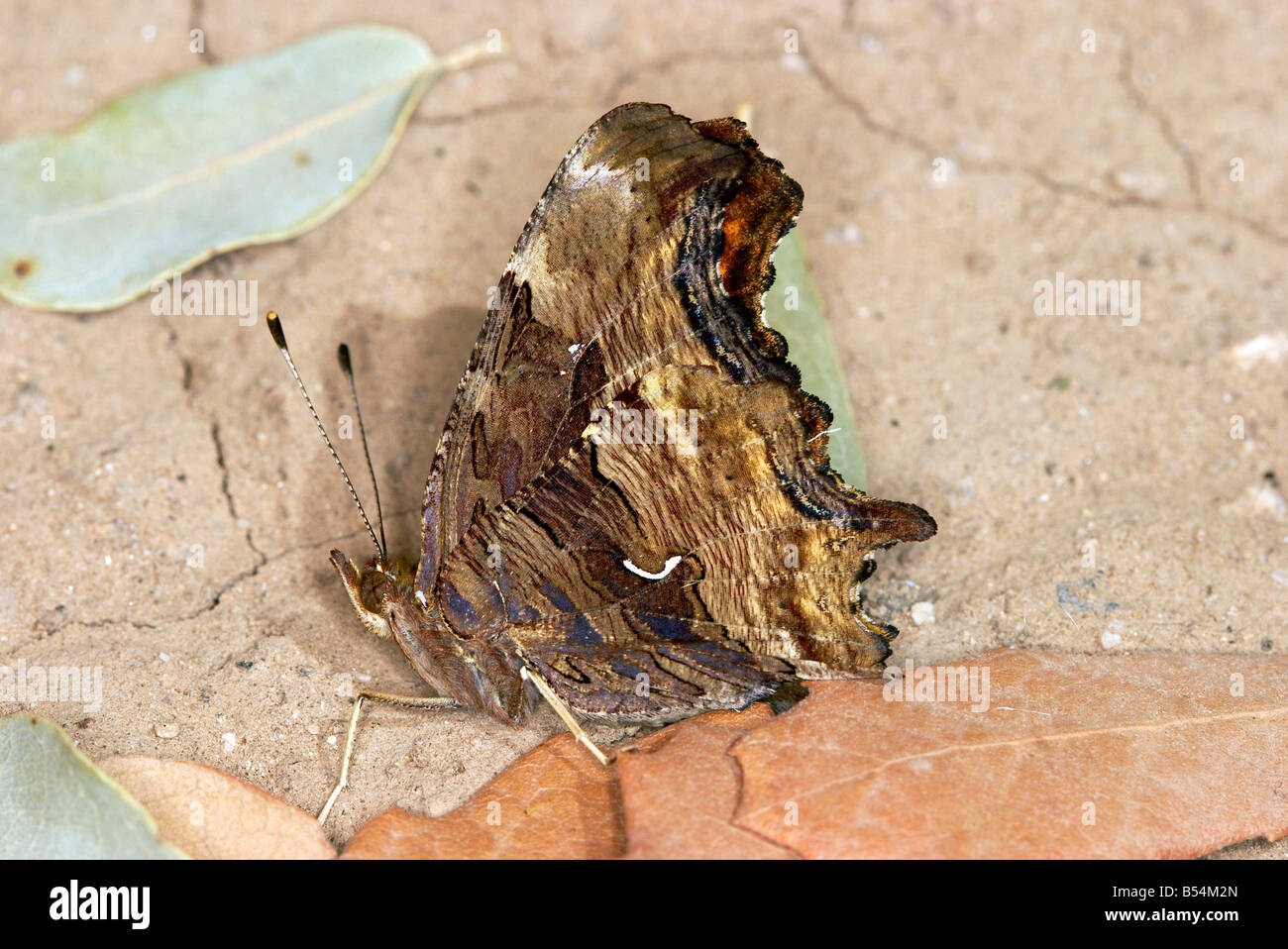Satyr Comma Polygonia satyrus Stock Photo - Alamy