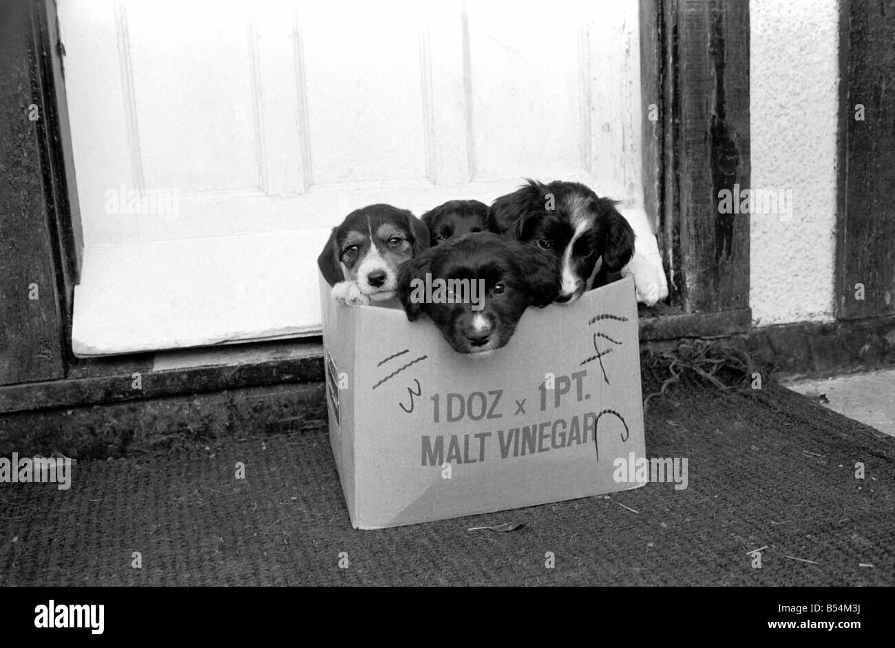 Puppies found abandoned in hi-res stock photography and images - Alamy