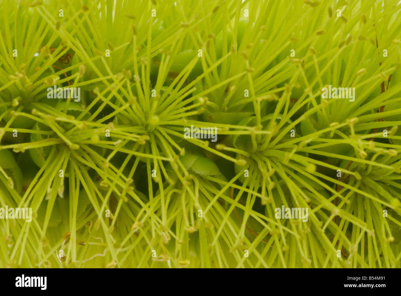 Callistemon pachyphyllus green bottlebrush hi-res stock photography and ...
