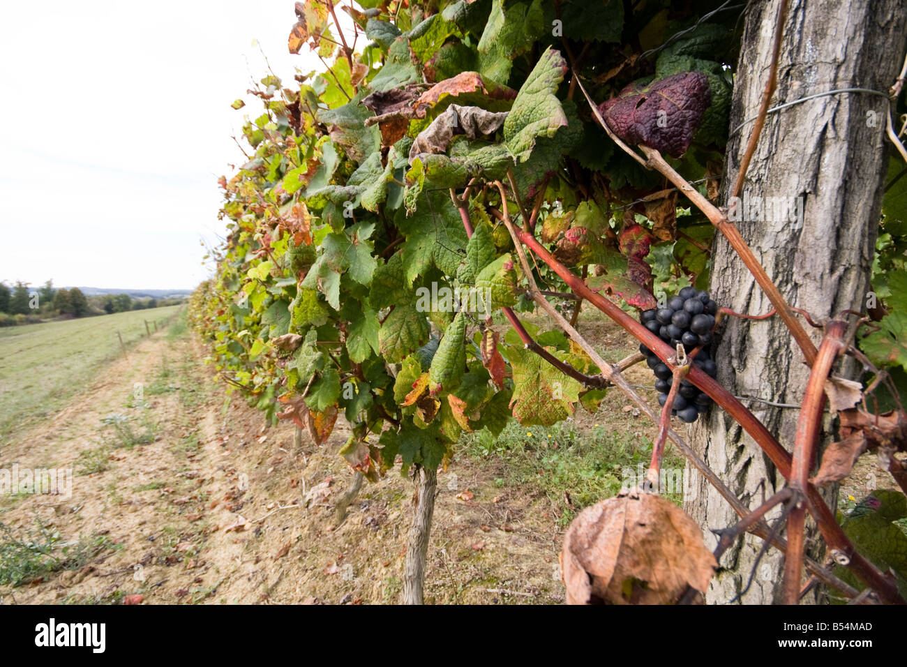 Vineyard vinyard hi-res stock photography and images - Alamy