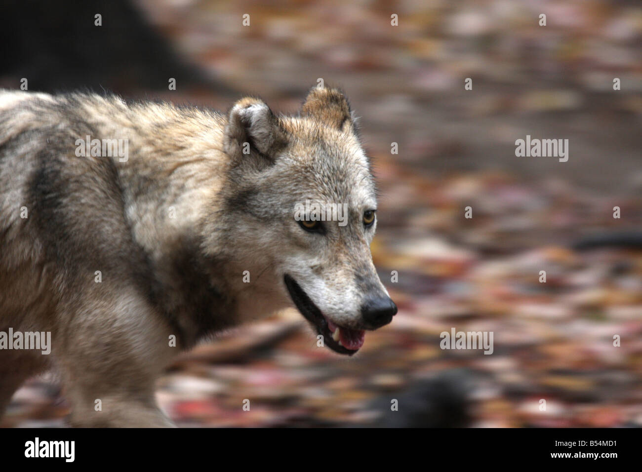 Timberwolf wolf hi-res stock photography and images - Alamy