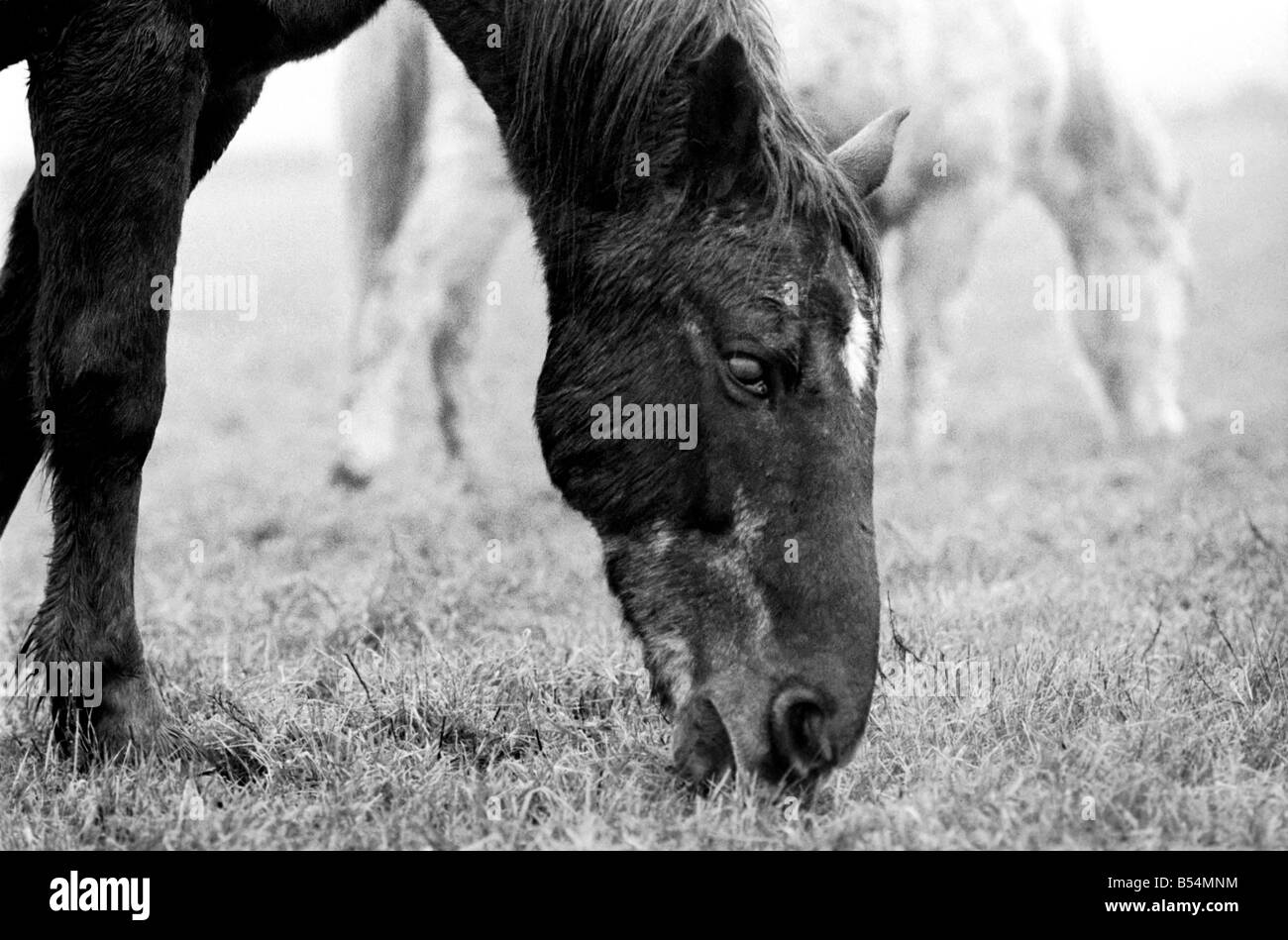 1960s hunter hi-res stock photography and images - Alamy