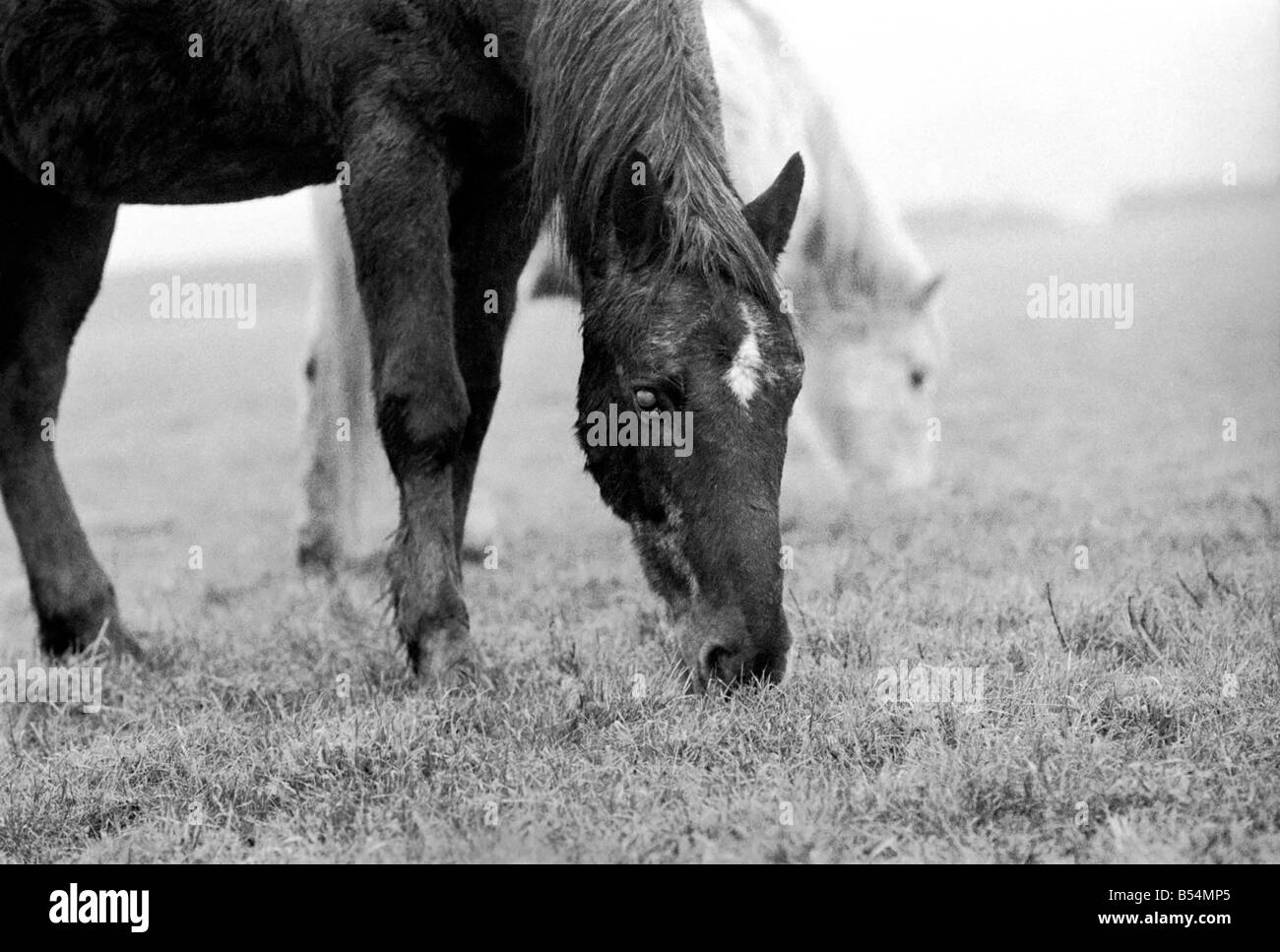 1960s hunter hi-res stock photography and images - Alamy