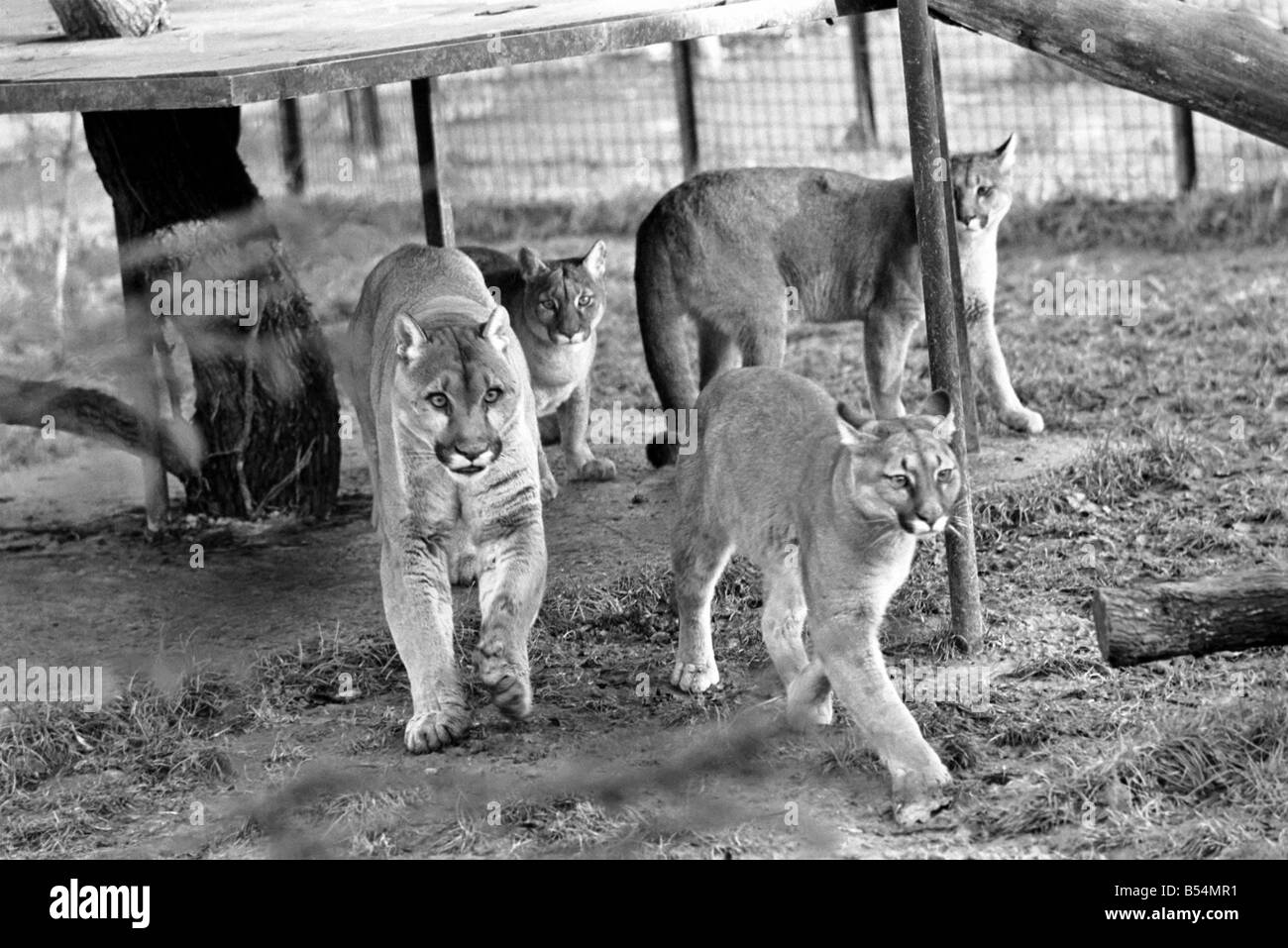 Animals Big cats. When Lucifer the 10 year old male puma at Chessington ...