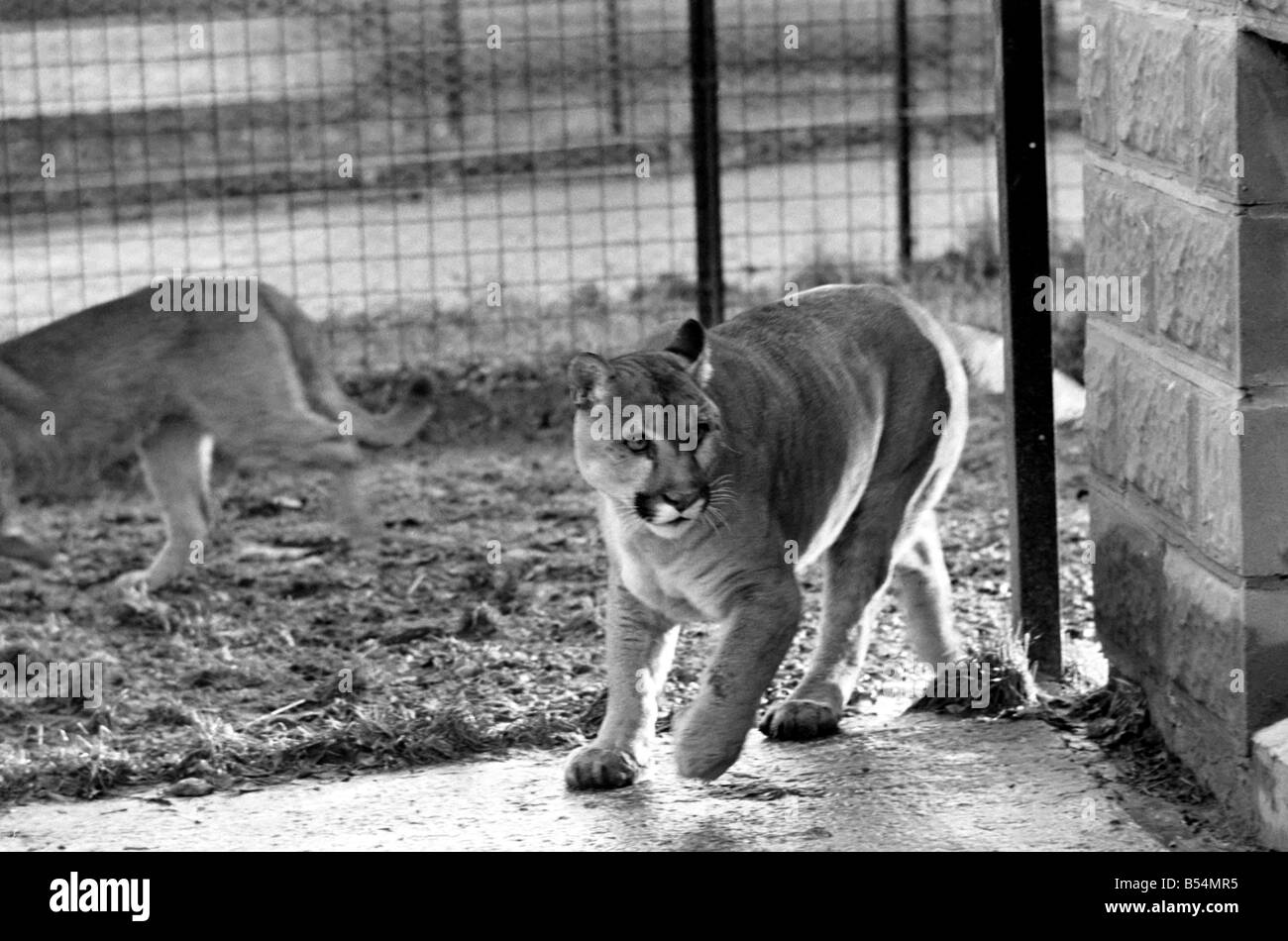 Animals Big cats. When Lucifer the 10 year old male puma at Chessington ...