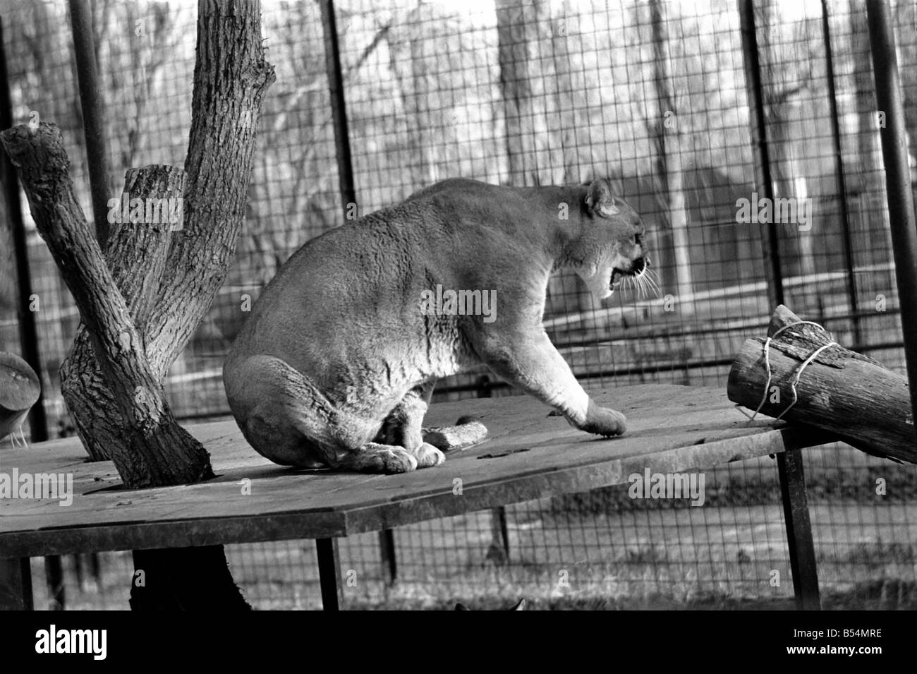 Animals Big cats. When Lucifer the 10 year old male puma at Chessington ...