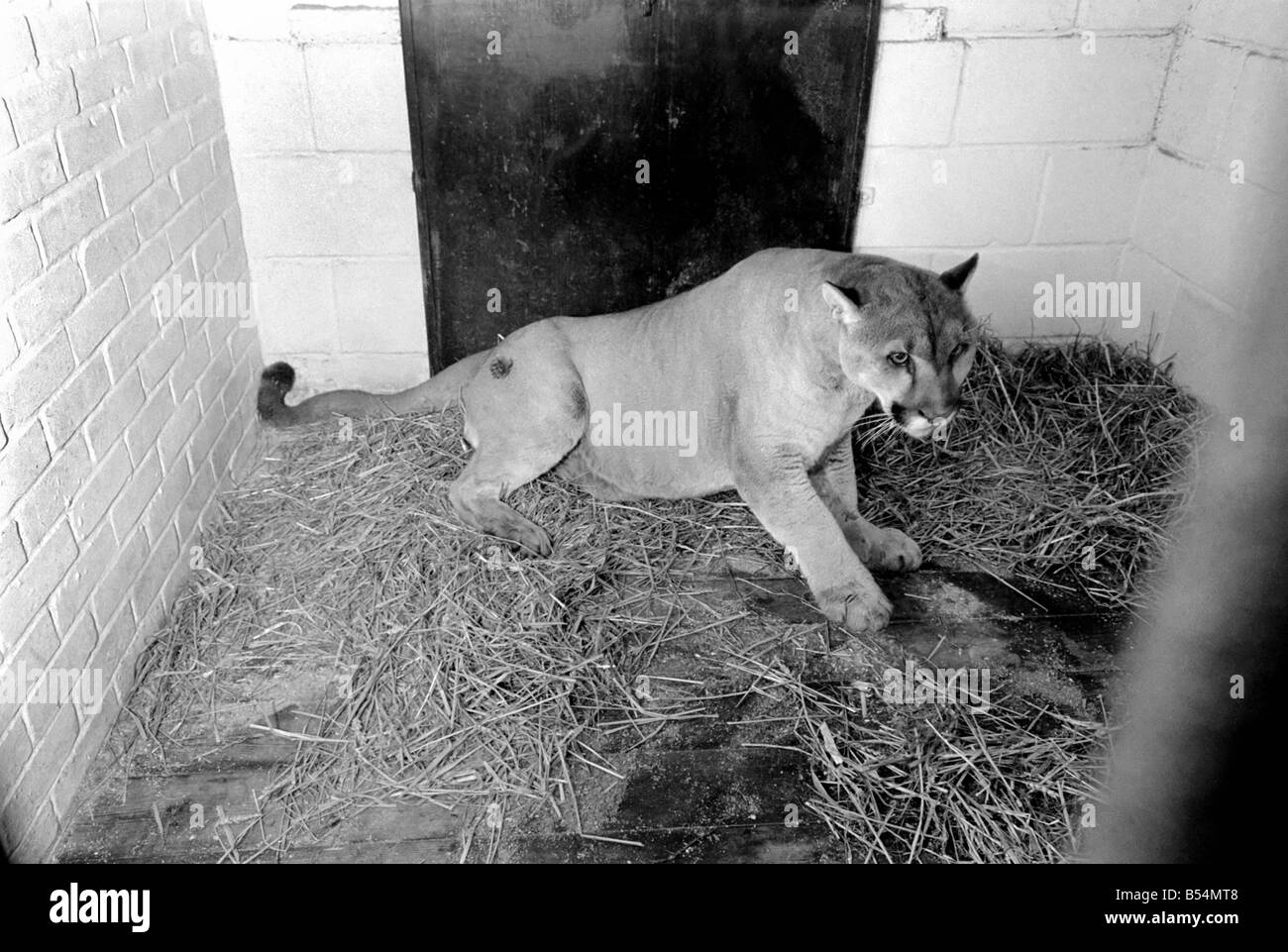 Animals Big cats. When Lucifer the 10 year old male puma at Chessington ...