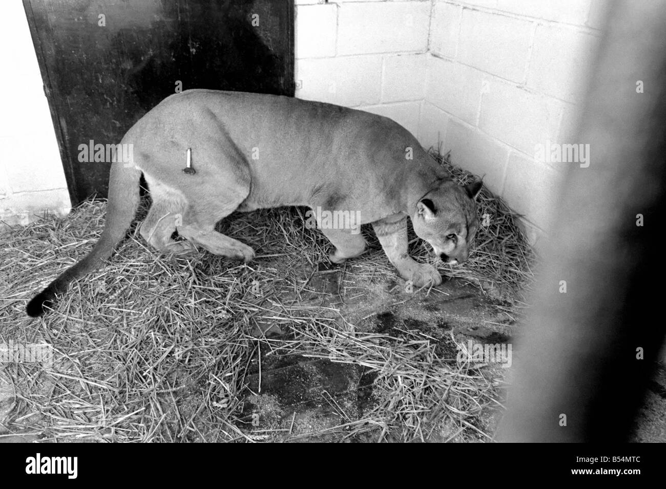 Animals Big cats. When Lucifer the 10 year old male puma at Chessington ...