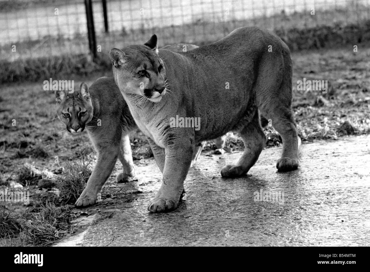 Animals Big cats. When Lucifer the 10 year old male puma at Chessington ...