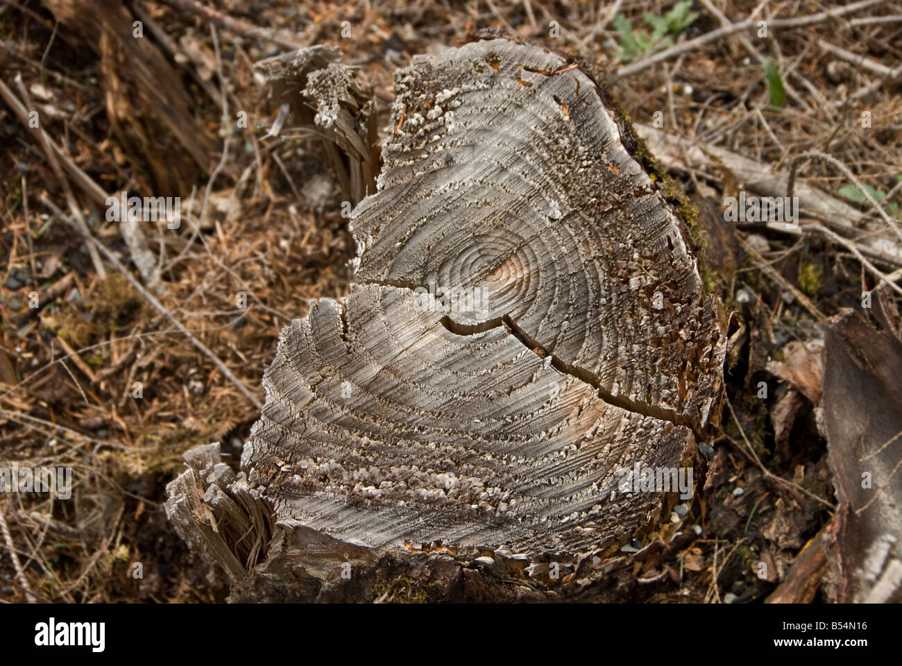 Crosscut High Resolution Stock Photography and Images - Alamy