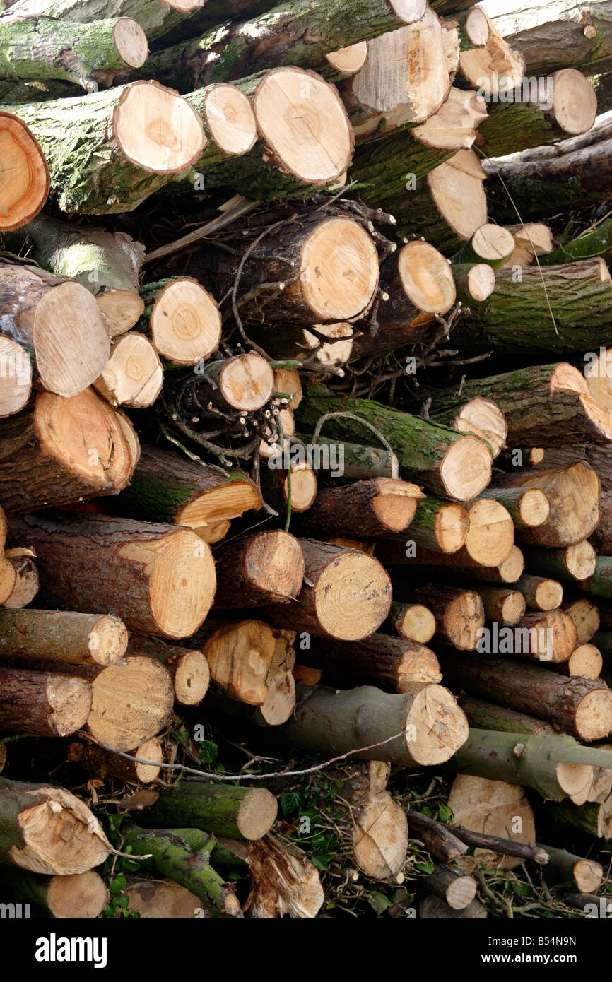 Timber log pile close up England UK Stock Photo - Alamy