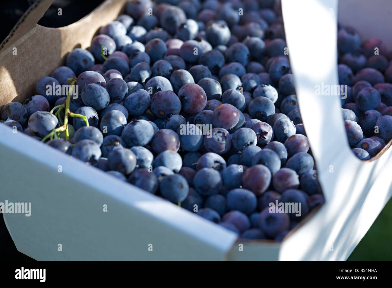 Blueberries in a box hi-res stock photography and images - Alamy