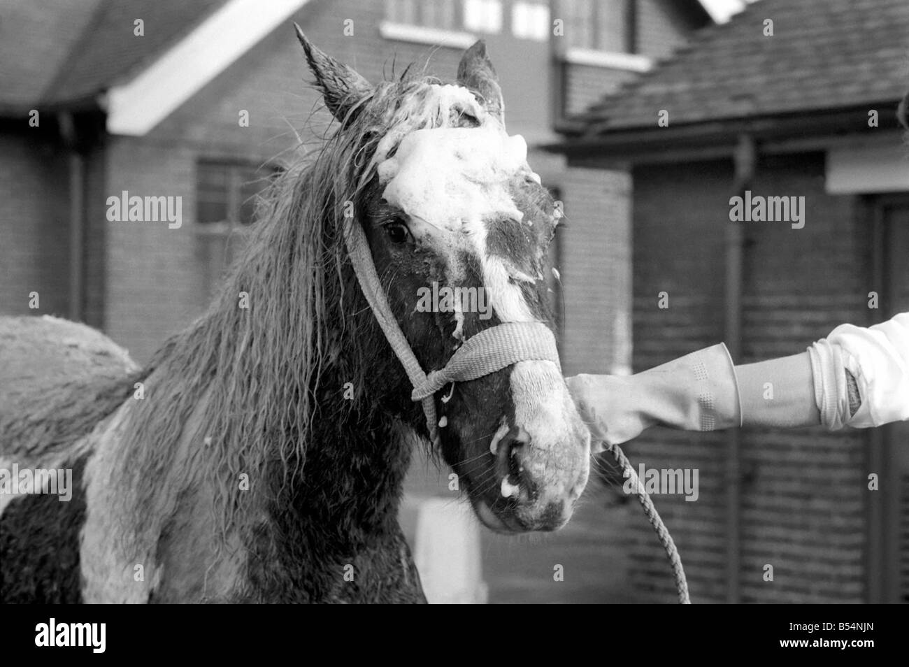 The yearling piebald, Welsh cob type pony which was rescued from the ...