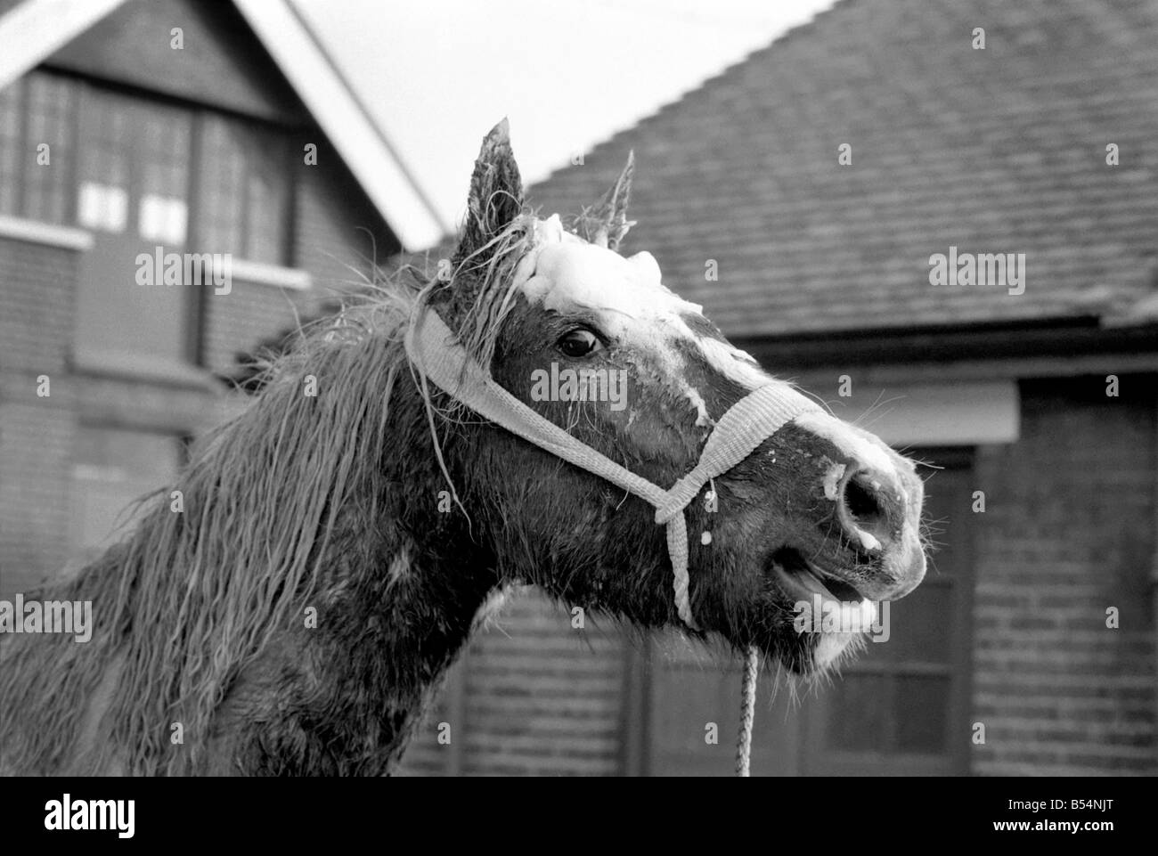The yearling piebald, Welsh cob type pony which was rescued from the ...