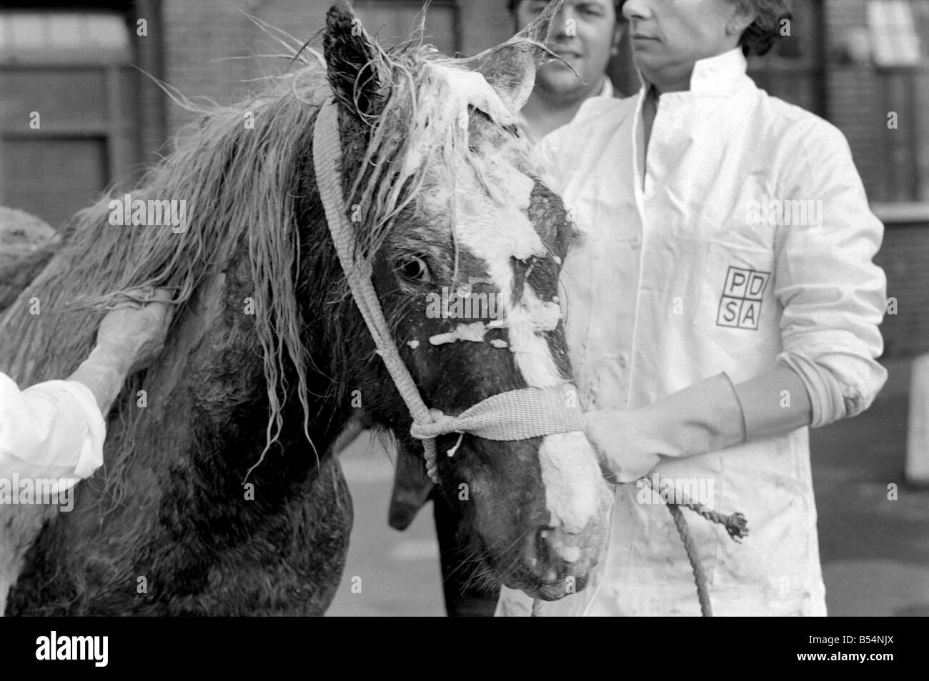 The yearling piebald, Welsh cob type pony which was rescued from the ...