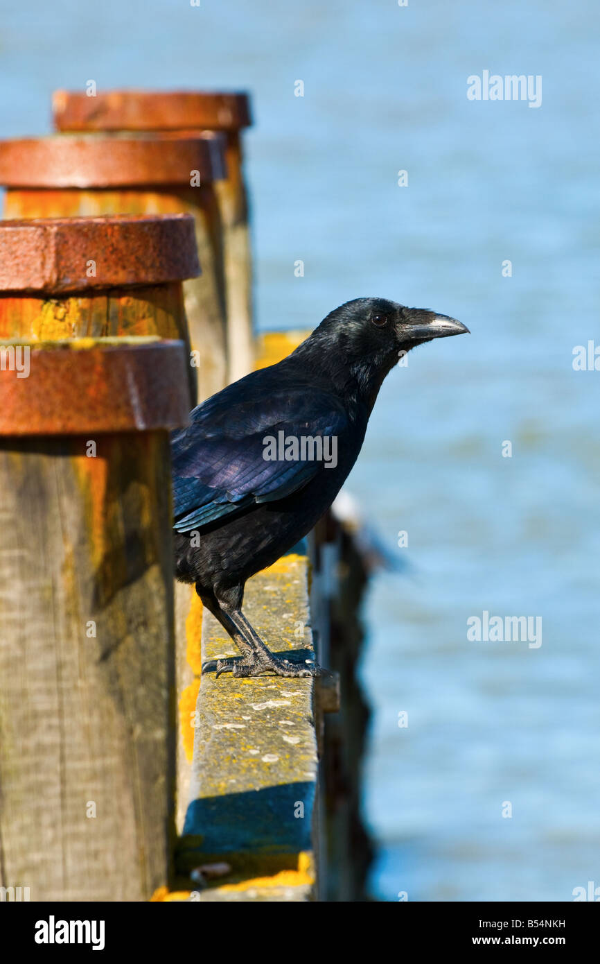 A portrait colour photograph of a hooded crow at the beach (006) View ...