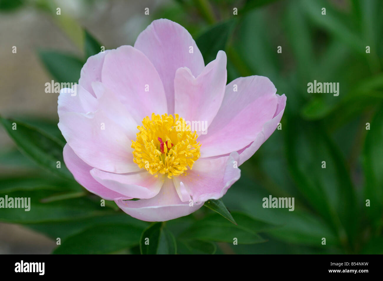 White Paeony, Common Garden Paeony, Chinese Paeony (Paeonia lactiflora ...