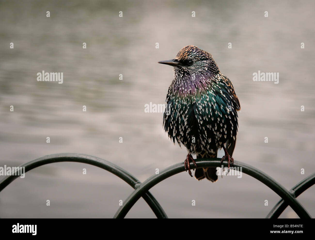 Colourful Starling Sturnus vulgaris on park railings Stock Photo - Alamy
