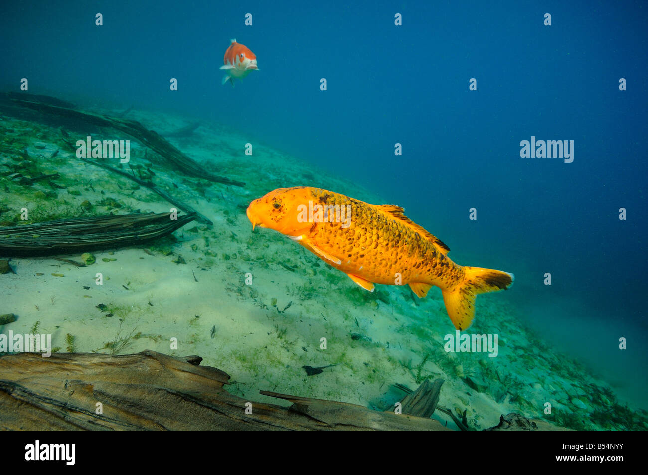 Freshwater ponds hi-res stock photography and images - Alamy
