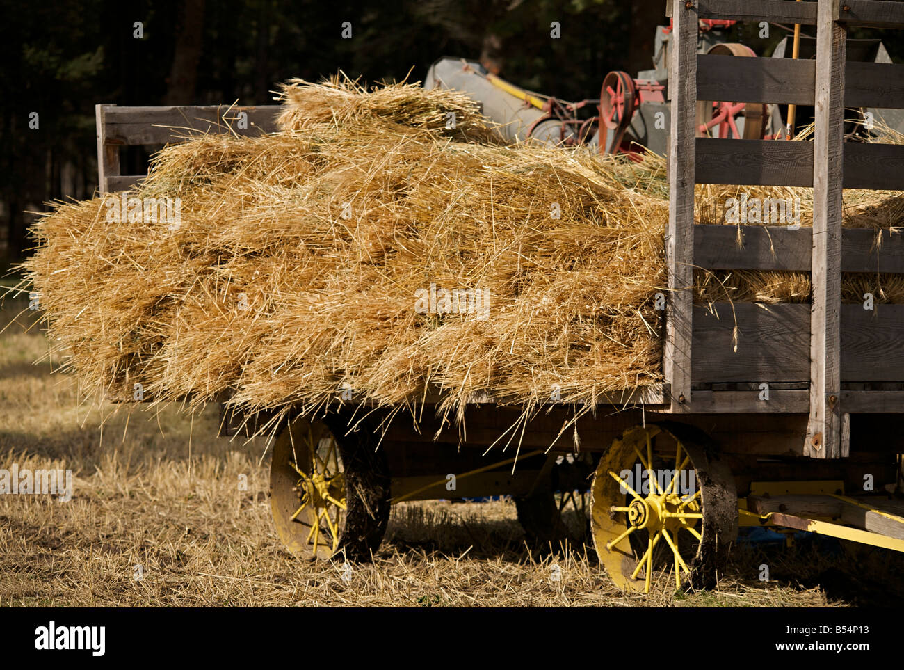 Piles of wheat straw Stock Photo - Alamy