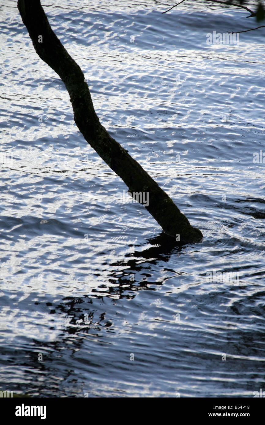 one tree submerged in flood water in lake Stock Photo - Alamy