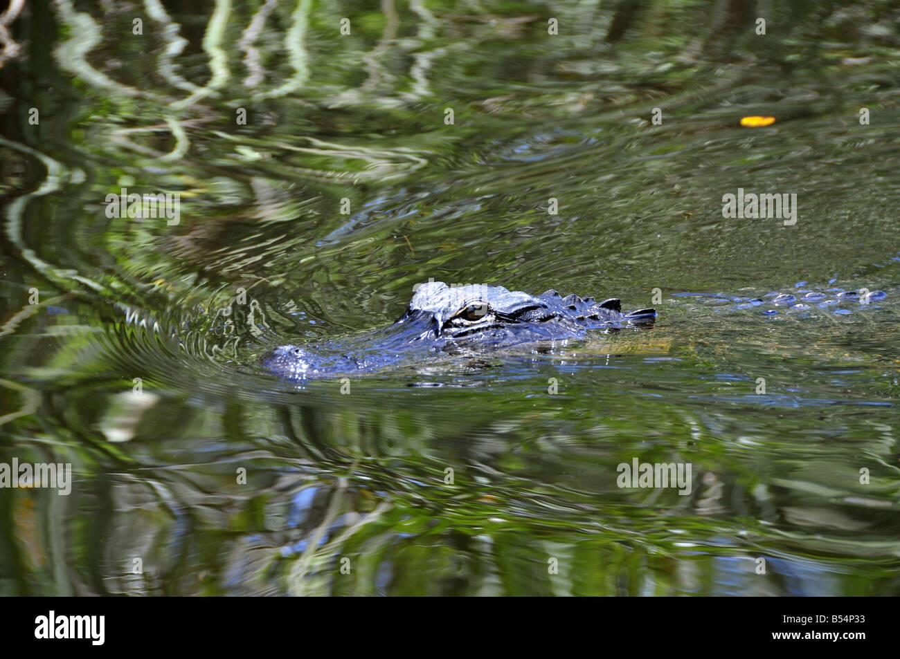 Alligator swimming hi-res stock photography and images - Alamy