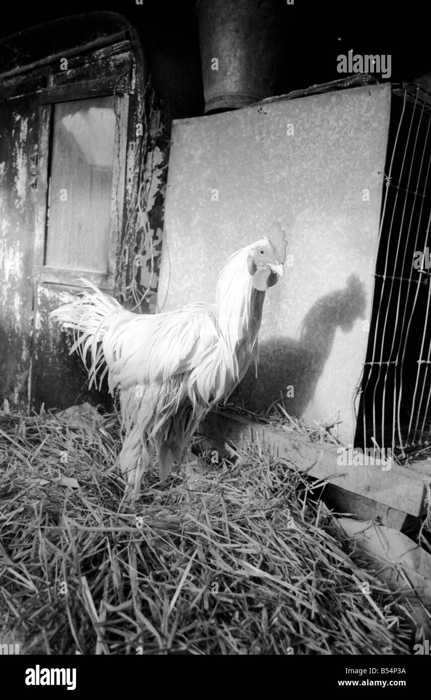 Captain Ellis Duckworth is 77 years old - he won his first poultry show ...