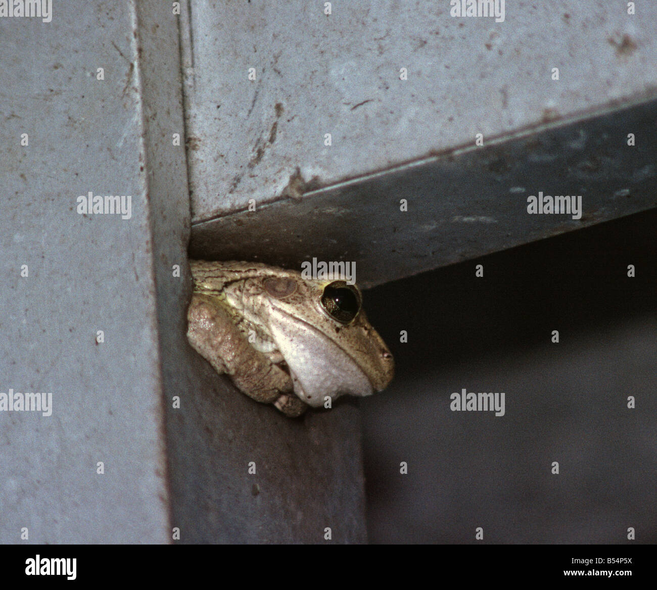 daytime rest in a car port for a frog in Bradenton Florida USA Stock ...