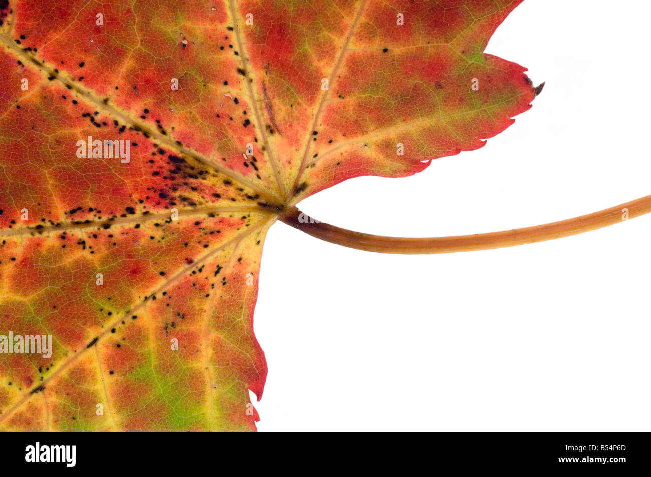 Maple leaf cut out Stock Photo - Alamy