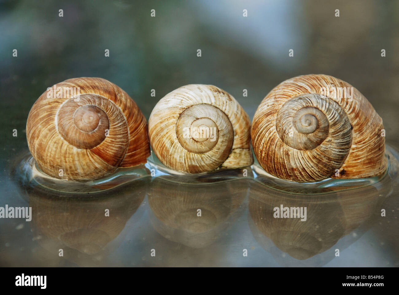 Snail shells hi-res stock photography and images - Alamy