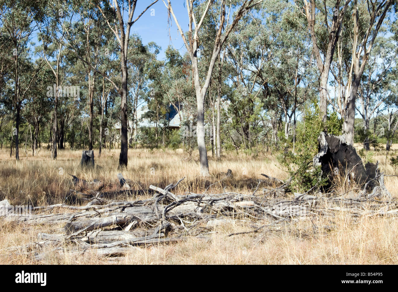 Pastel coloured scrubland in New South Wales Stock Photo - Alamy
