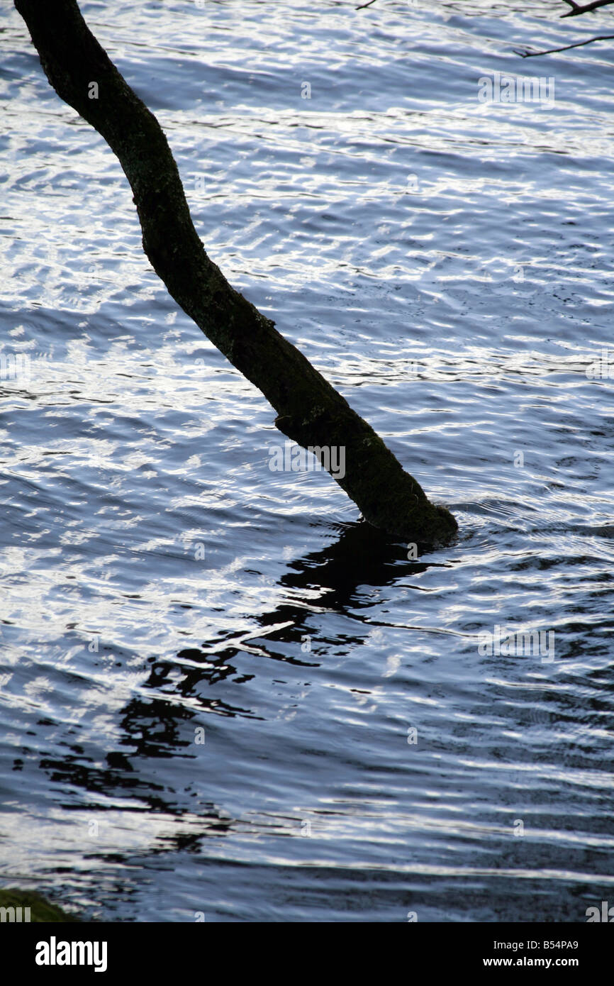 one tree submerged in flood water in lake Stock Photo - Alamy