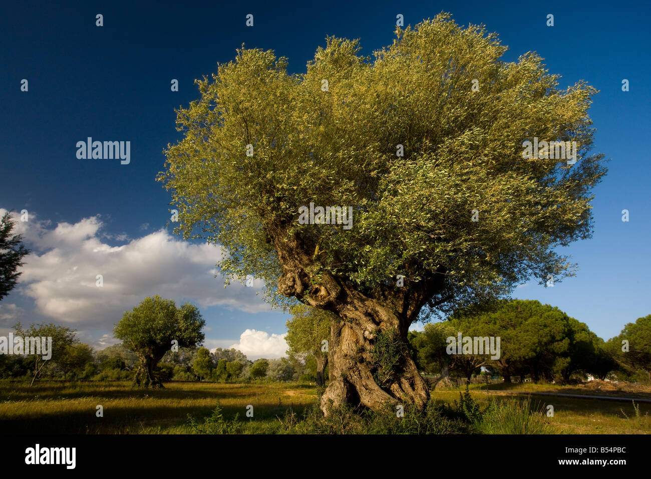 Acebuche wild olive tree hi-res stock photography and images - Alamy