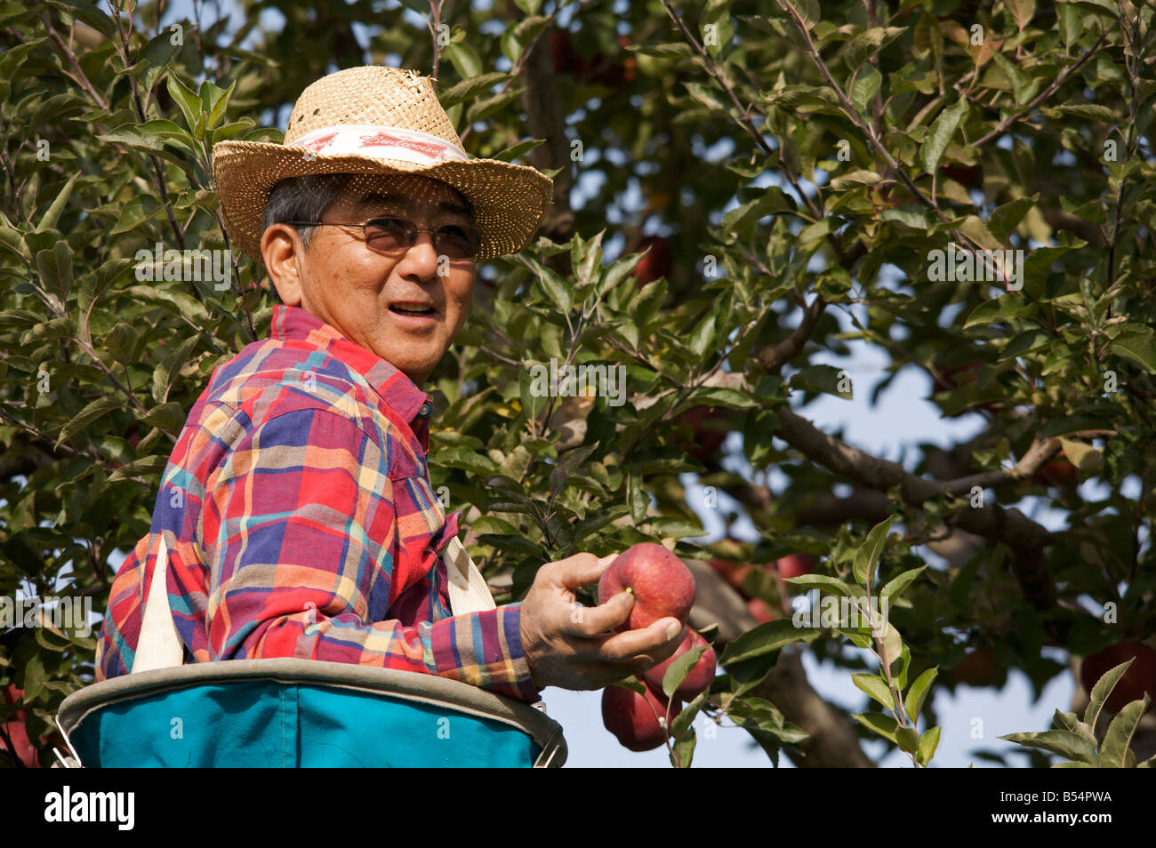 Man picking apples, "British Columbia", Canada Stock Photo - Alamy