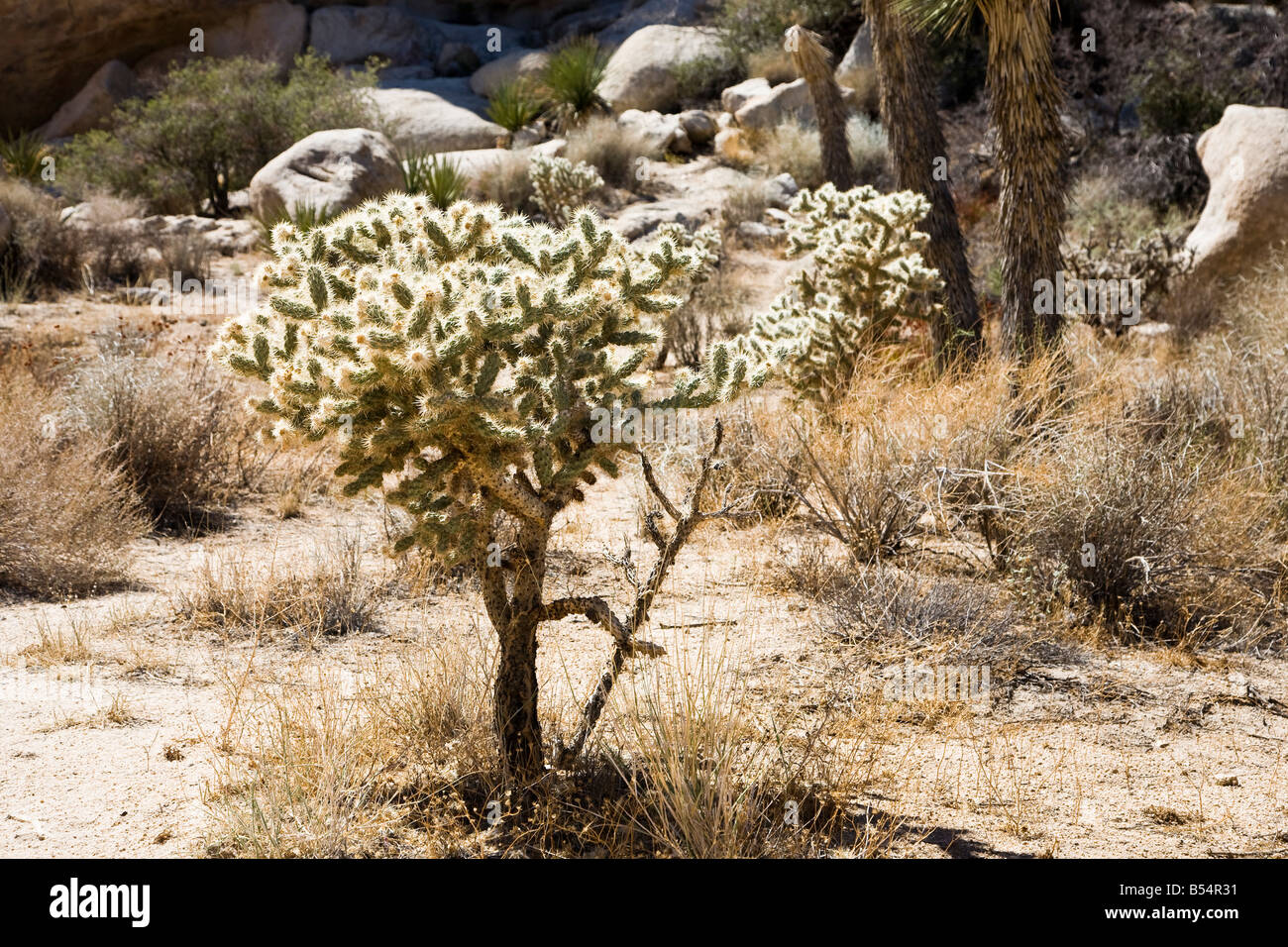 Cactus, Joshua Tree National Park in California, USA Stock Photo - Alamy