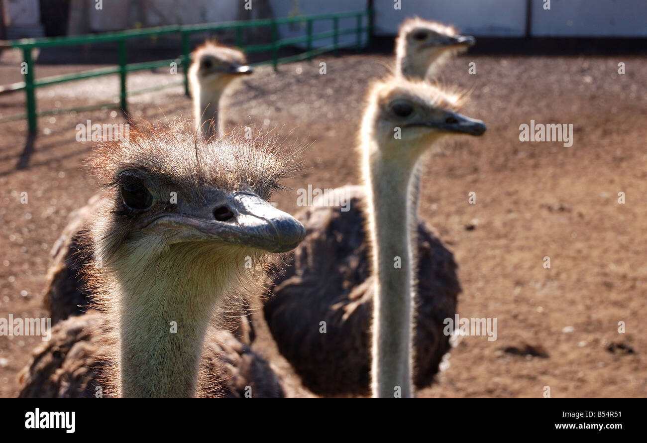 Strauss farm hi-res stock photography and images - Alamy