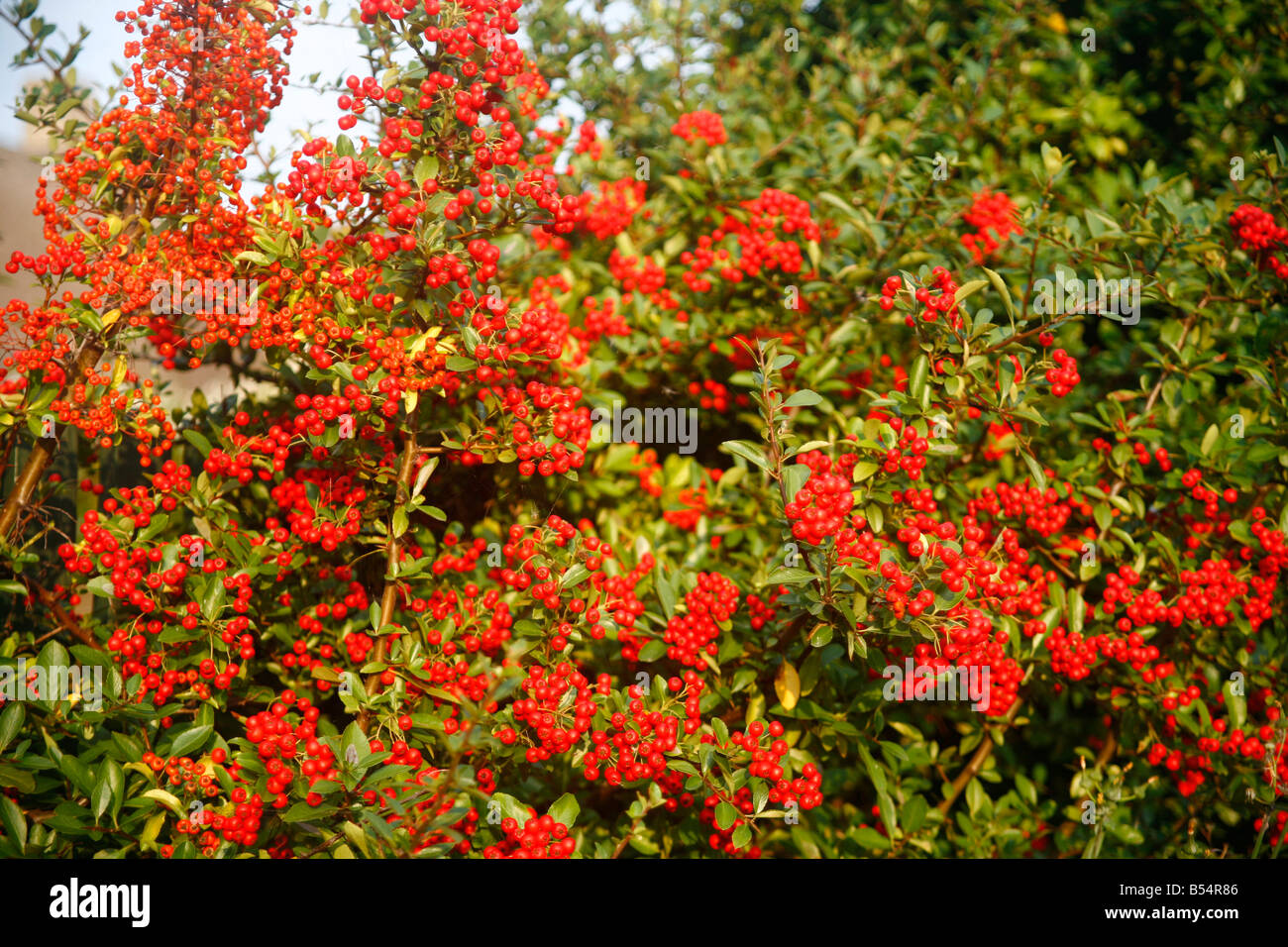 Firethorn (Pyracantha sp.), bush with berries Stock Photo - Alamy