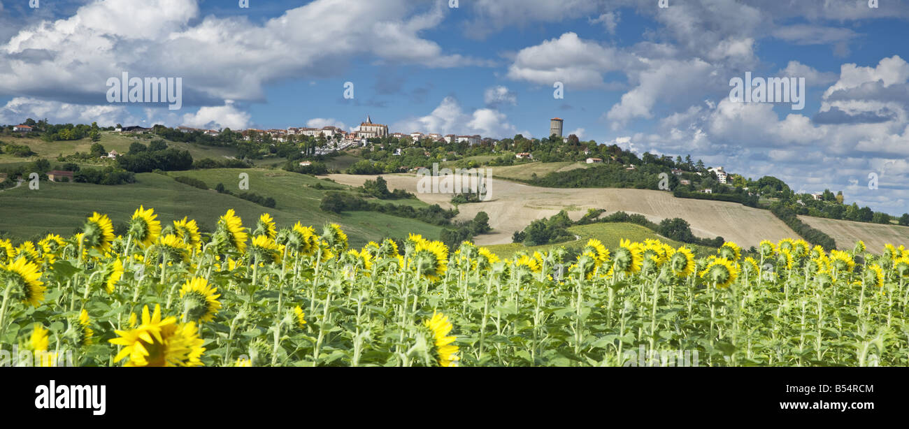 The lot valley sunflowers hi-res stock photography and images - Alamy