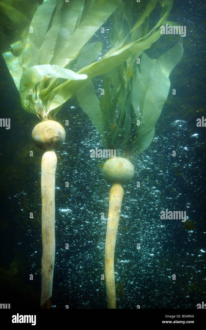 Two stalks of Kelp light by the sun Stock Photo - Alamy