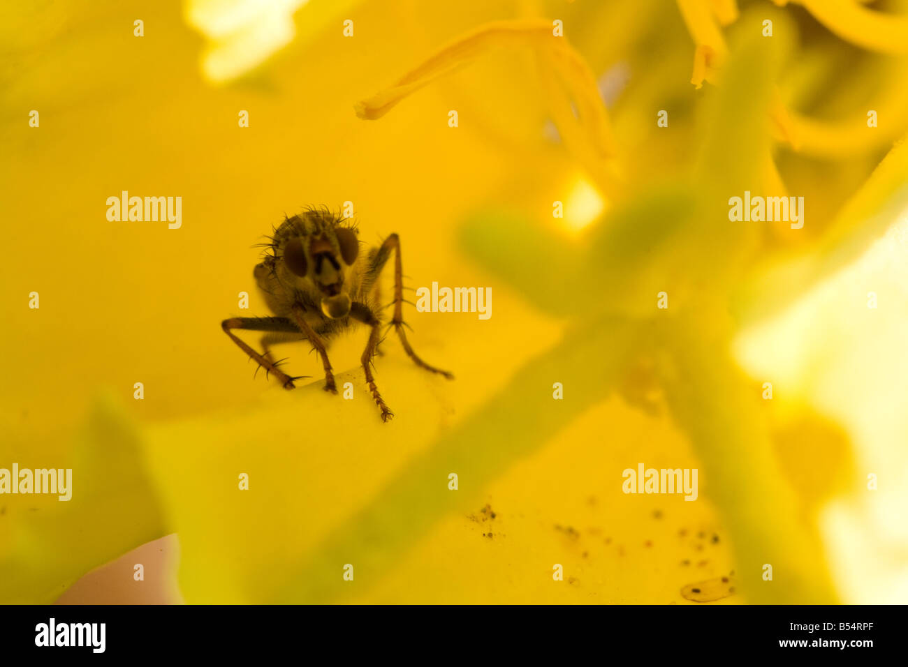 Diptera life cycle hi-res stock photography and images - Alamy