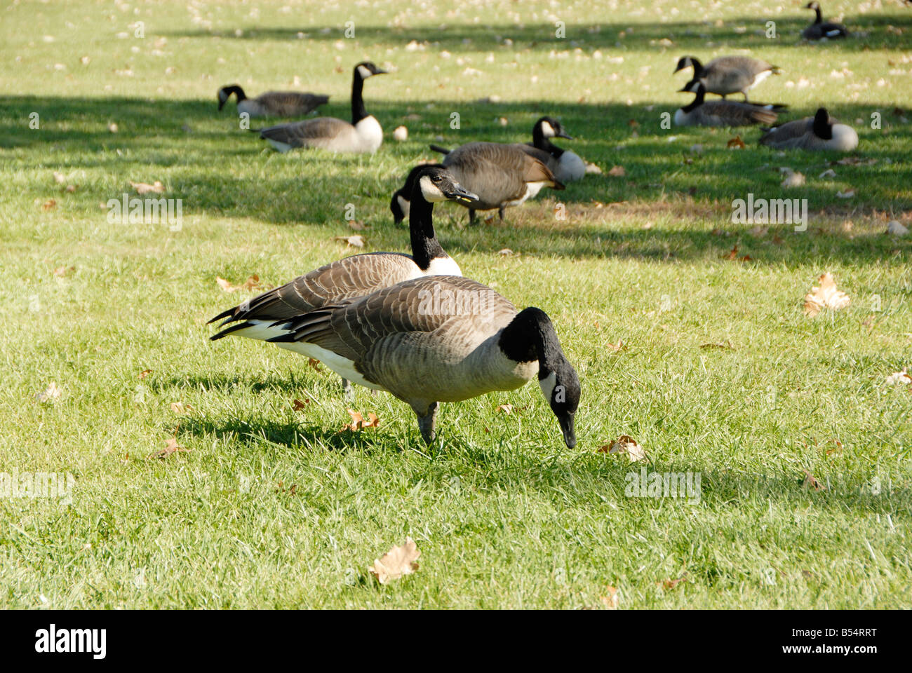 Canadian grass hi-res stock photography and images - Alamy